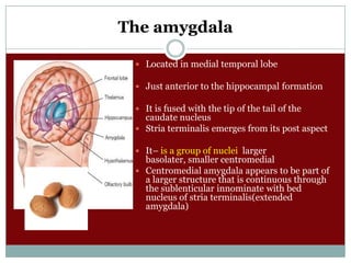 Limbic system by dr ali | PPT