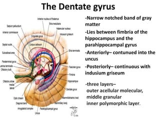 Limbic system by dr m.hemalatha svs medical college, mahaboob nagar | PPTX