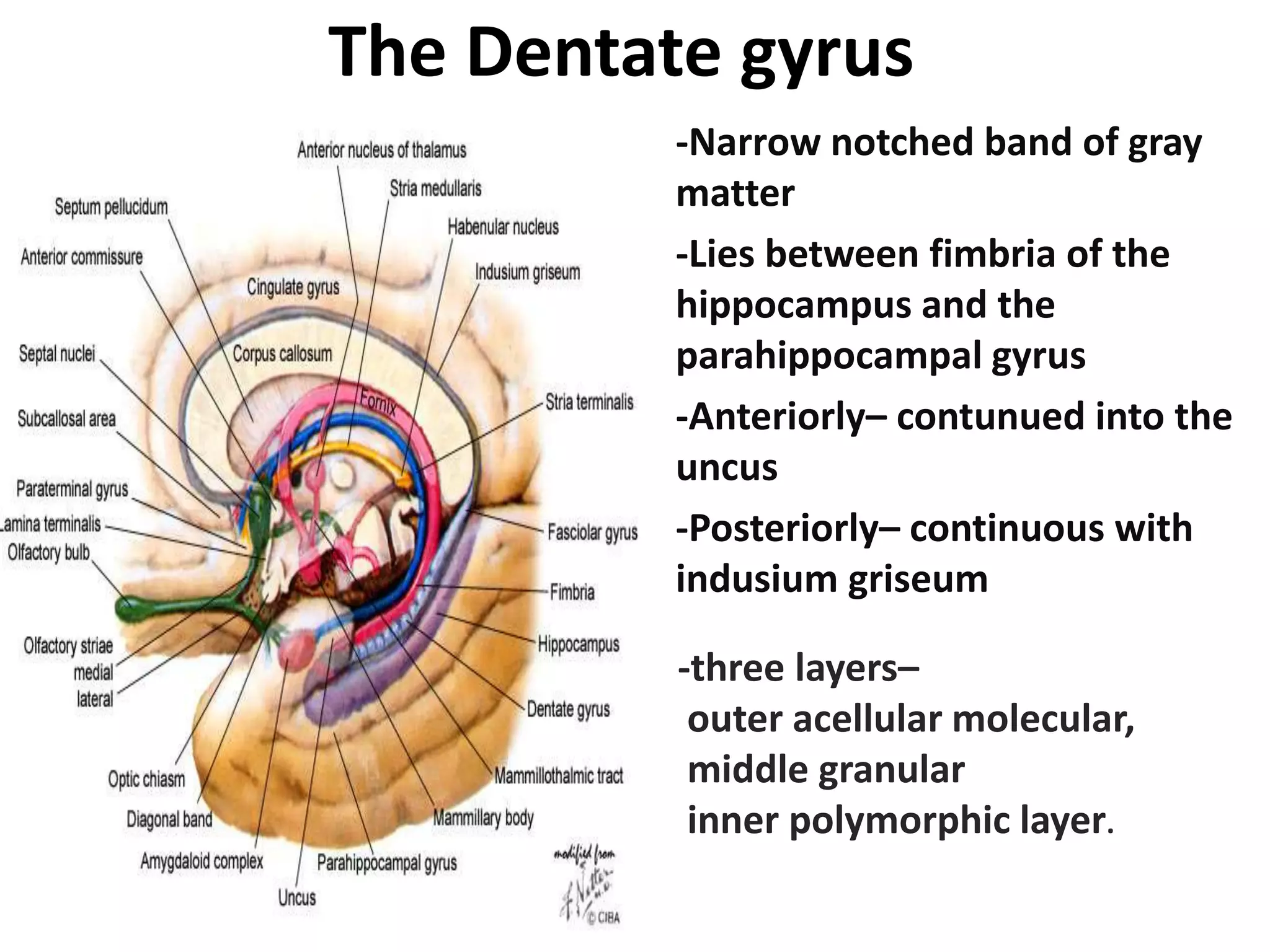 Limbic system ppt slide share by dr m.hemalatha svs medical college ...