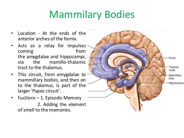 Mammillary Bodies Functions : MRI anatomical variants of mammillary ...