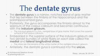 Limbic system Neuroanatomy (Dr Muhammad Zeeshan Anwar) | PPTX