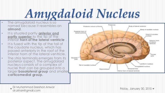 Limbic system Neuroanatomy (Dr Muhammad Zeeshan Anwar)