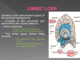 Limbic System Anatomy Mri
