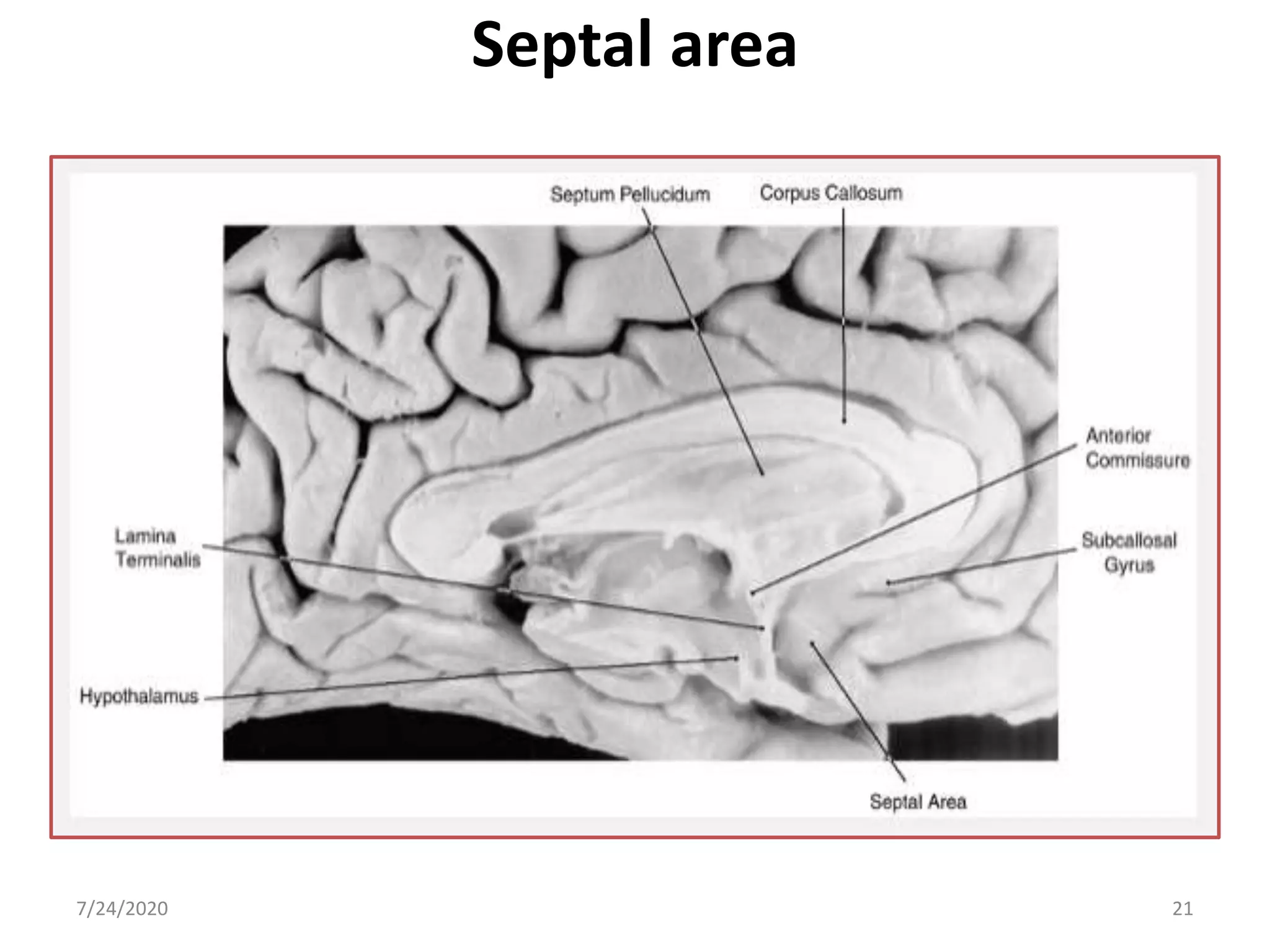 Limbic system & memory disturbance 2020 | PPTX