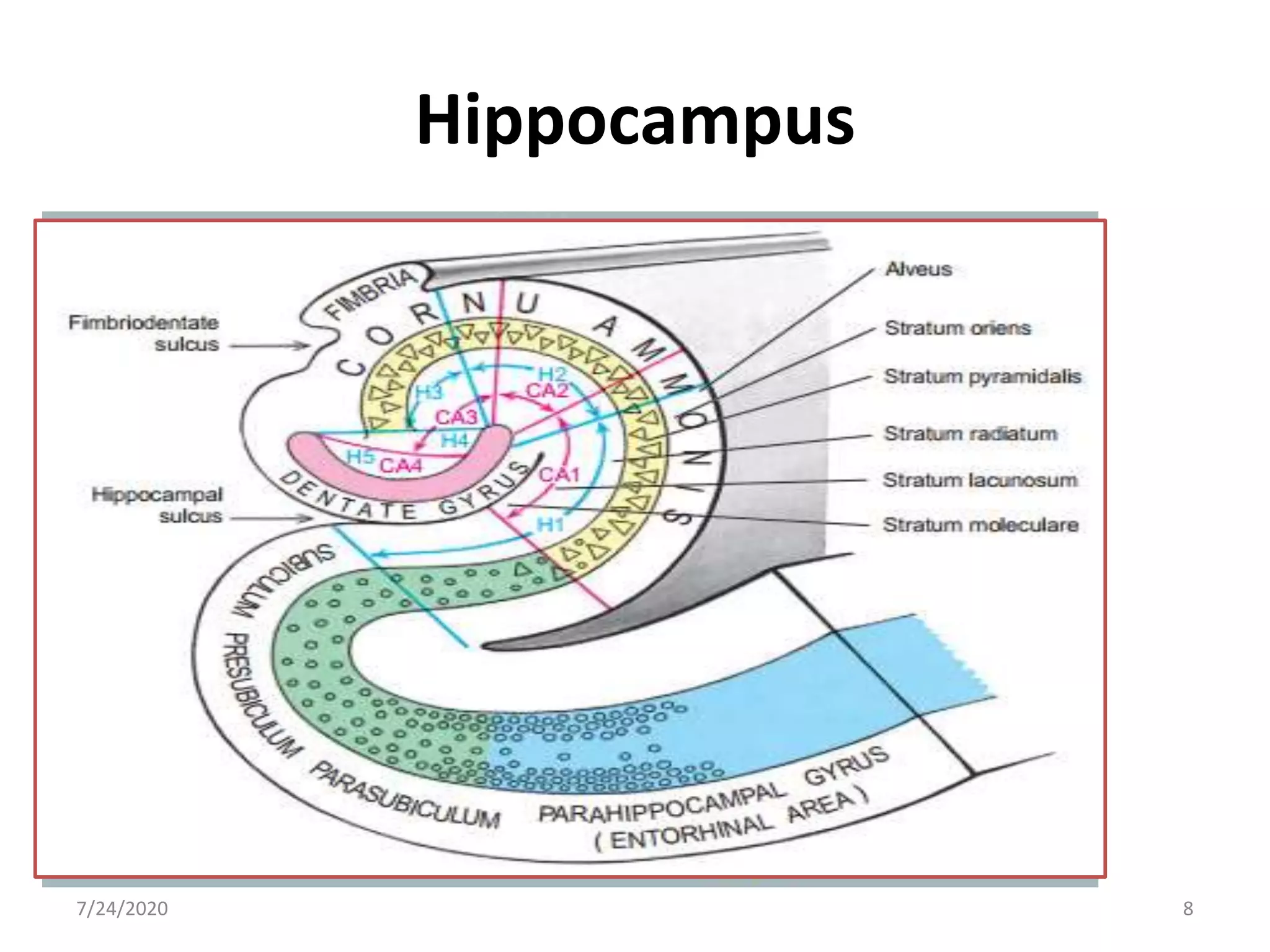 Limbic system & memory disturbance 2020 | PPT