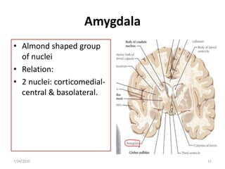 Limbic system & memory disturbance 2020 | PPT