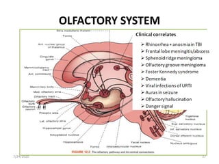 Limbic system & memory disturbance 2020 | PPT
