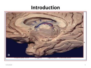 Limbic system & memory disturbance 2020 | PPT