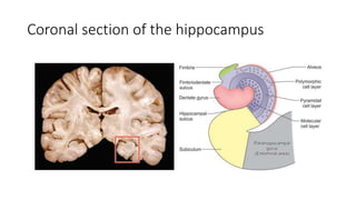 Limbic System | PPTX