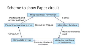 Limbic System | PPTX