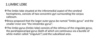 Limbic System | PPT
