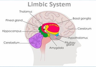 Limbic system nursing . powerpoint presentation | PPTX