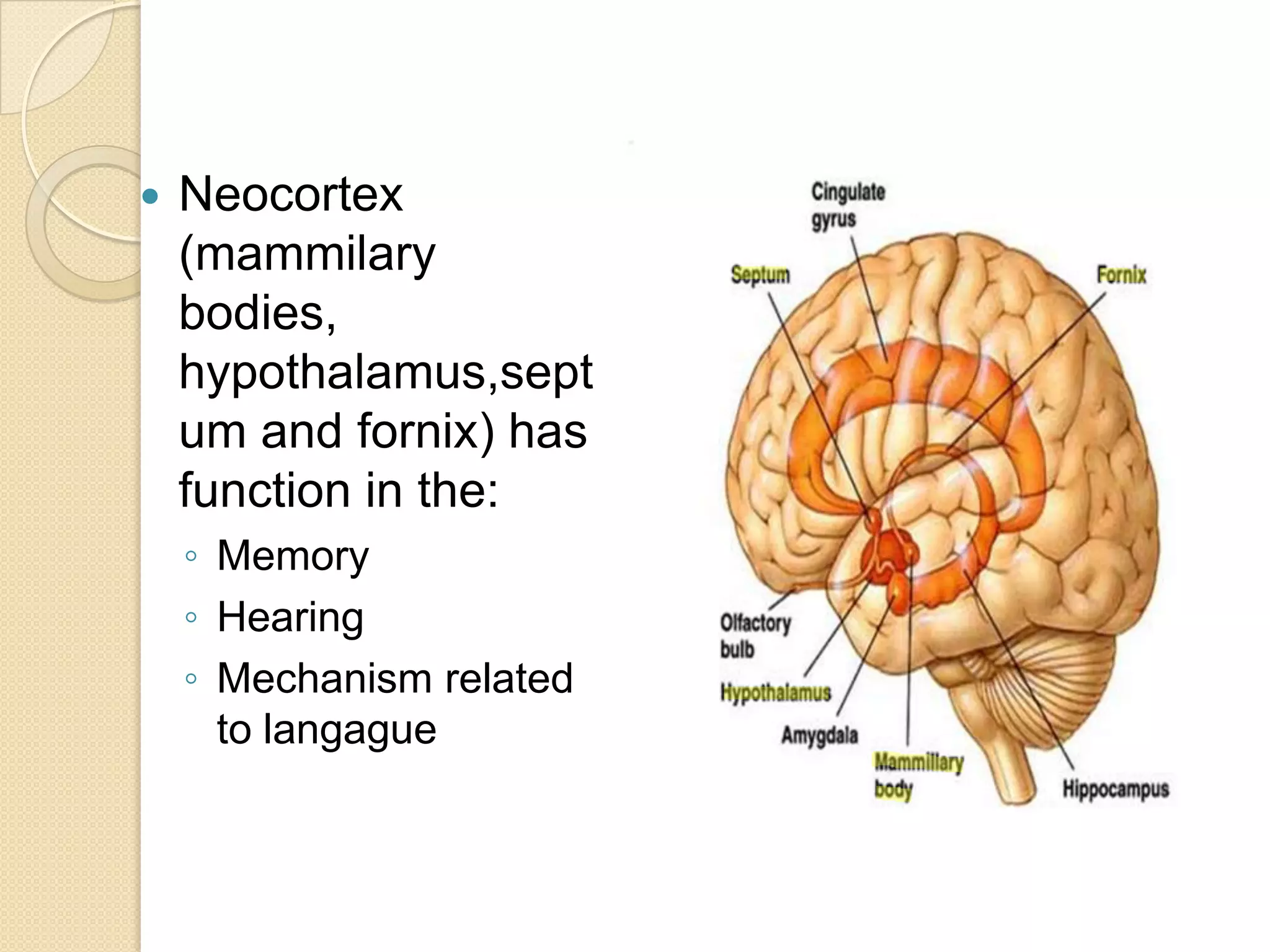 Limbic System and Cortex of the Brain | PPTX