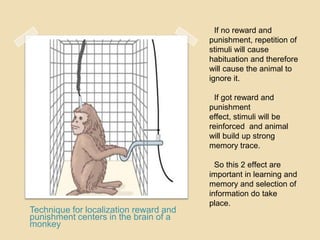 Limbic System and Cortex of the Brain | PPTX