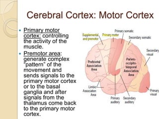 Limbic System and Cortex of the Brain | PPTX