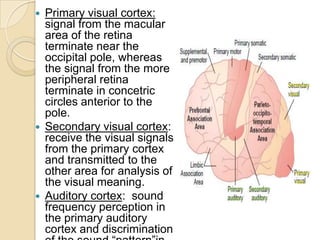 Limbic System and Cortex of the Brain | PPTX