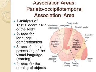 Limbic System and Cortex of the Brain | PPTX