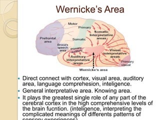 Limbic System and Cortex of the Brain | PPTX