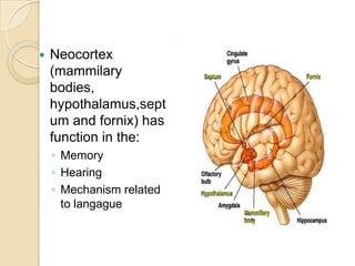 Neo Cortex And Limbic System