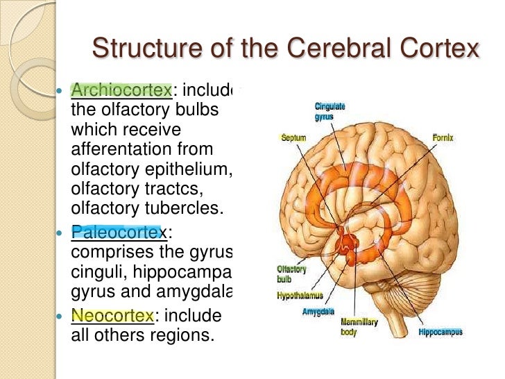 Limbic System and Cortex of the Brain