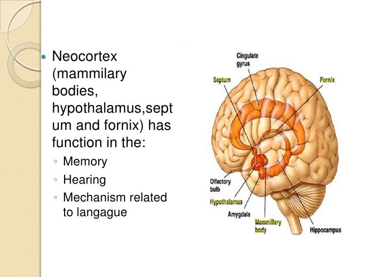 Brain Cortex Limbic System Diagram