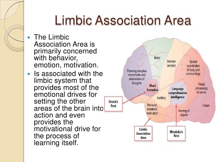 Limbic System and Cortex of the Brain