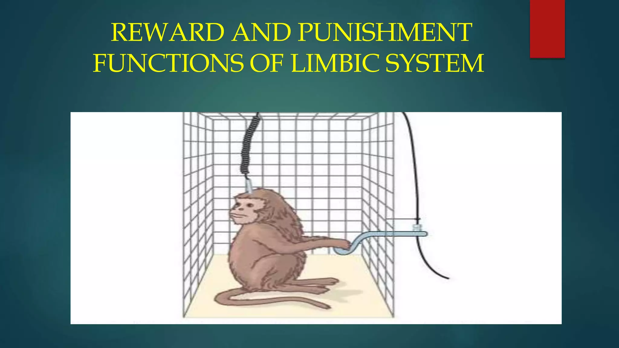 LIMBIC SYSTEM PPT.pptx