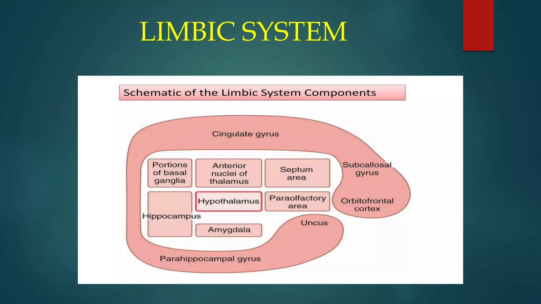 LIMBIC SYSTEM PPT.pptx