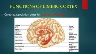 LIMBIC SYSTEM PPT.pptx