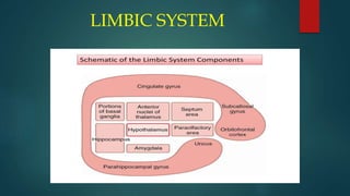LIMBIC SYSTEM PPT.pptx