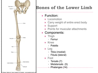 Limbs applied anatomy 2015 | PPTX