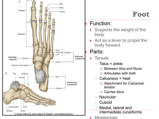 Limbs applied anatomy 2015 | PPTX