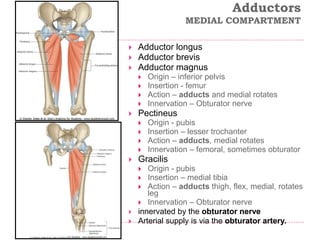Limbs applied anatomy 2015 | PPTX