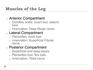 Limbs applied anatomy 2015 | PPTX