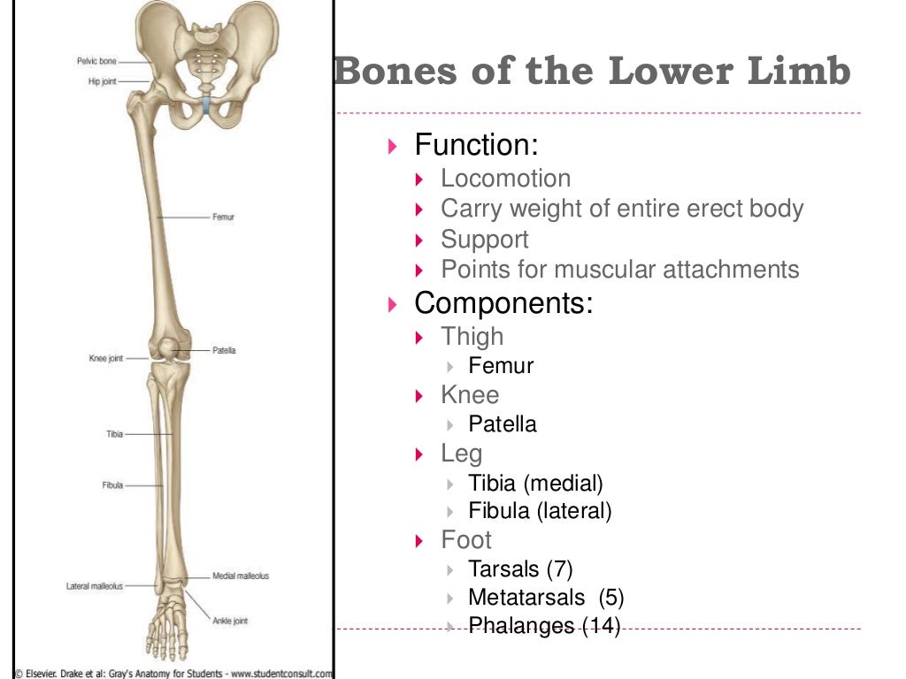 limbs-applied-anatomy-2015