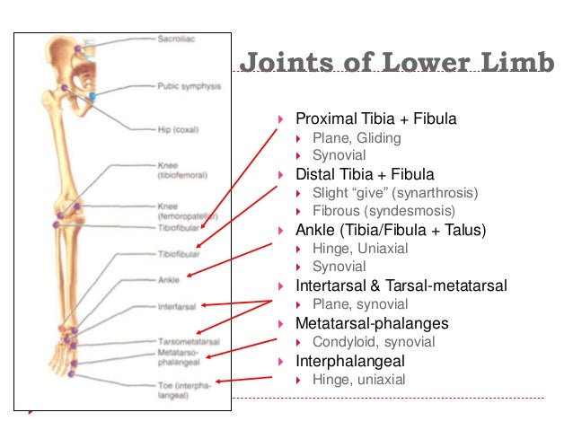 Distal Upper Extremity Anatomy