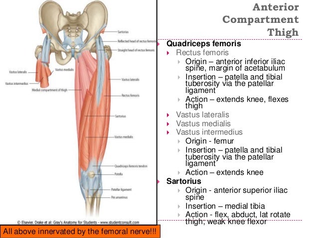 Quadriceps Femoris Muscle Origin Insertion And Function