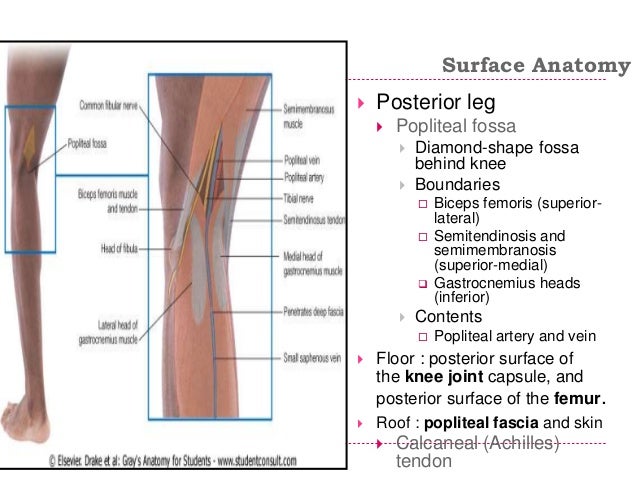 Limbs applied anatomy 2015