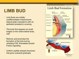 Development of Limbs by Dr. Rabia Inam Gandapore.pptx