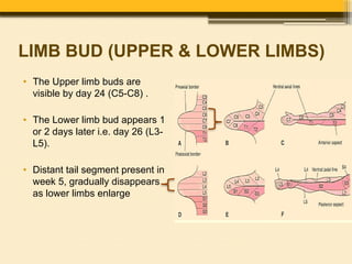 Development of Limbs by Dr. Rabia Inam Gandapore.pptx