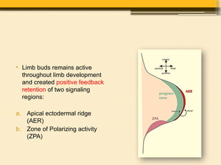 Development of Limbs by Dr. Rabia Inam Gandapore.pptx
