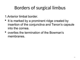 anatomy of limbus and anterior chamber .pptx