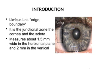 anatomy of limbus and anterior chamber .pptx