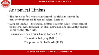 Limbus of the Eye: Anatomy, Functions, and Clinical Significance | PPTX