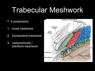Limbus and Anterior Chamber Angle by Dr. ZAW MIN HTET | PPTX | Eye and ...