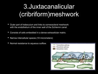 Limbus and Anterior Chamber Angle by Dr. ZAW MIN HTET | PPTX | Eye and ...