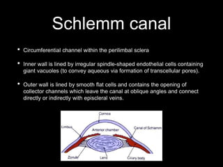 Limbus and Anterior Chamber Angle by Dr. ZAW MIN HTET | PPTX | Eye and ...