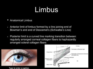 Limbus and Anterior Chamber Angle by Dr. ZAW MIN HTET | PPT