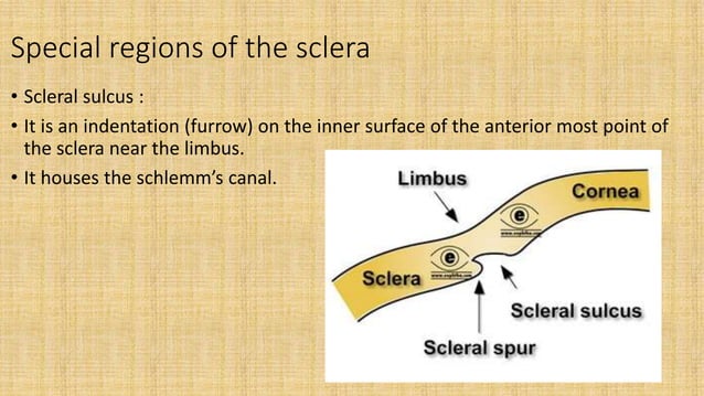 Limbus and Sclera.pptx | Eye and Vision Conditions | Diseases and ...