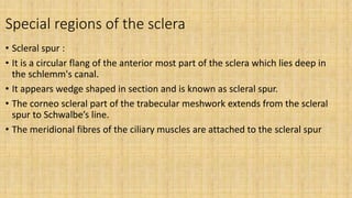 Limbus and Sclera.pptx | Eye and Vision Conditions | Diseases and ...